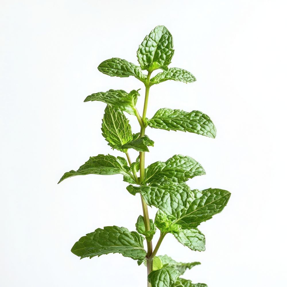 Fresh mint leaves plant stem | Free Photo - rawpixel Fresh mint leaves plant stem | Free Photo - rawpixel