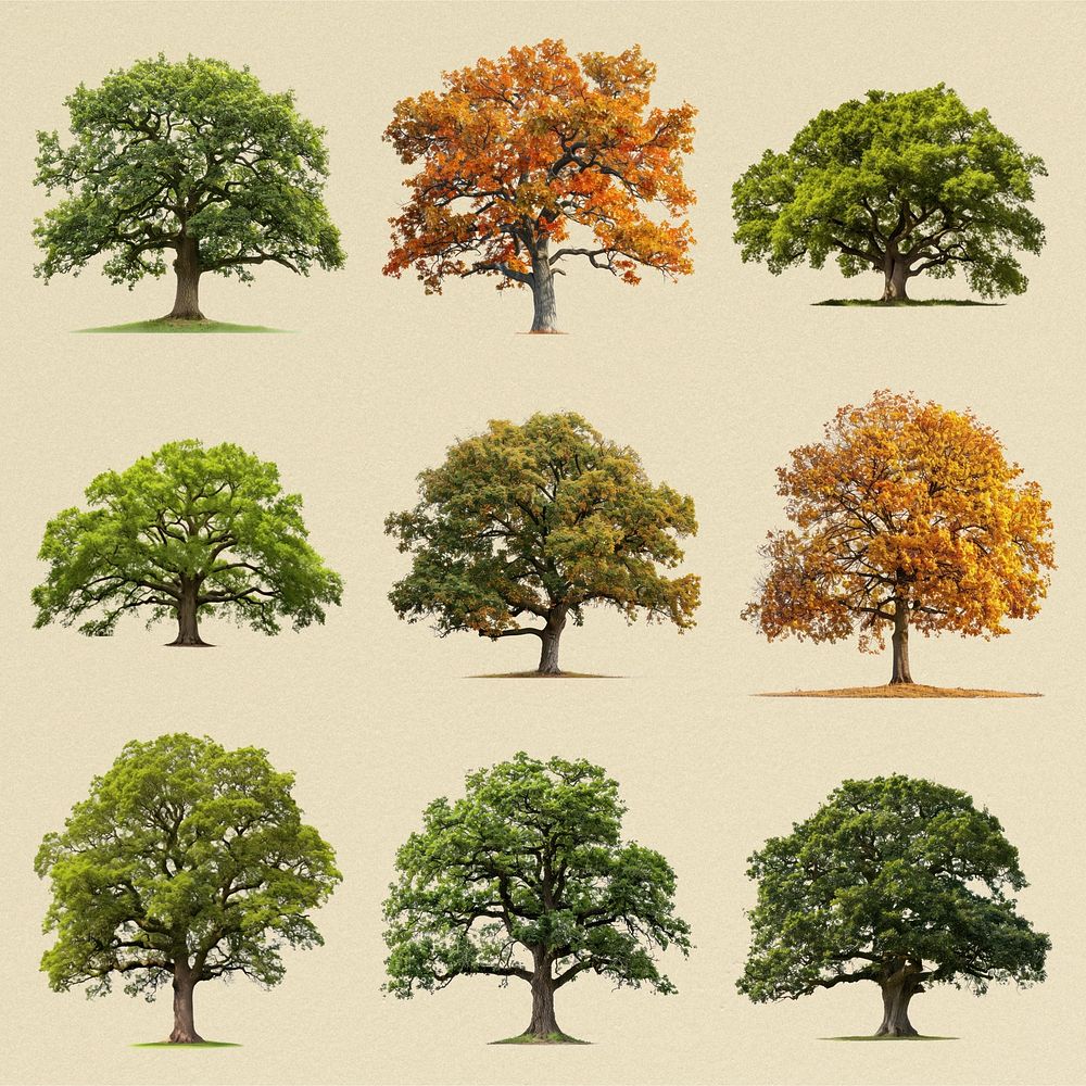 Autumn oak tree design element | Free Photo - rawpixel