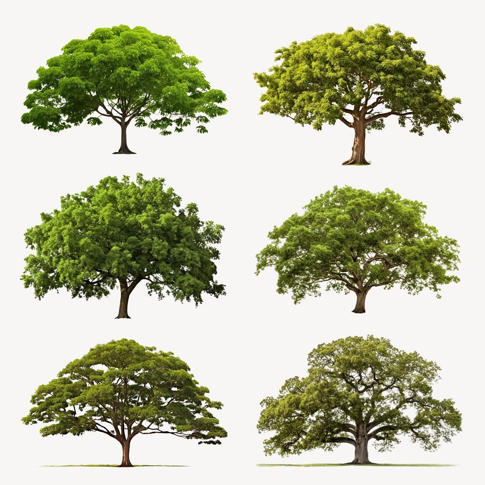Oak tree design element remix | Free Photo - rawpixel
