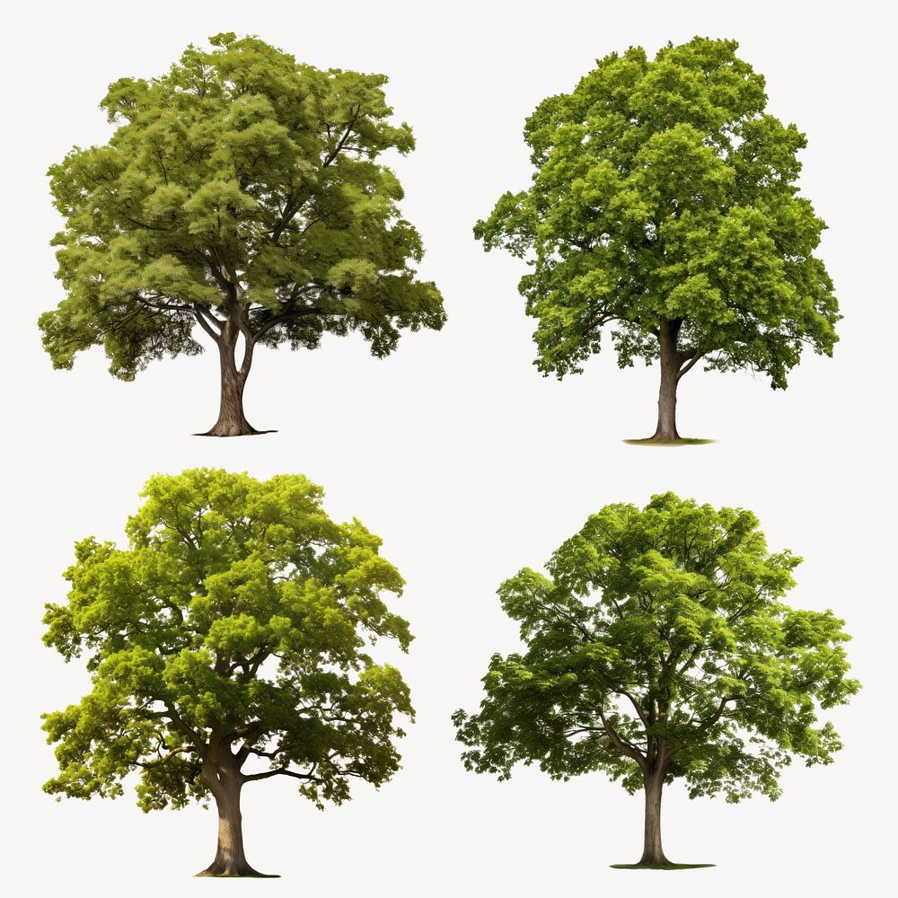 Oak tree design element remix | Free Photo - rawpixel