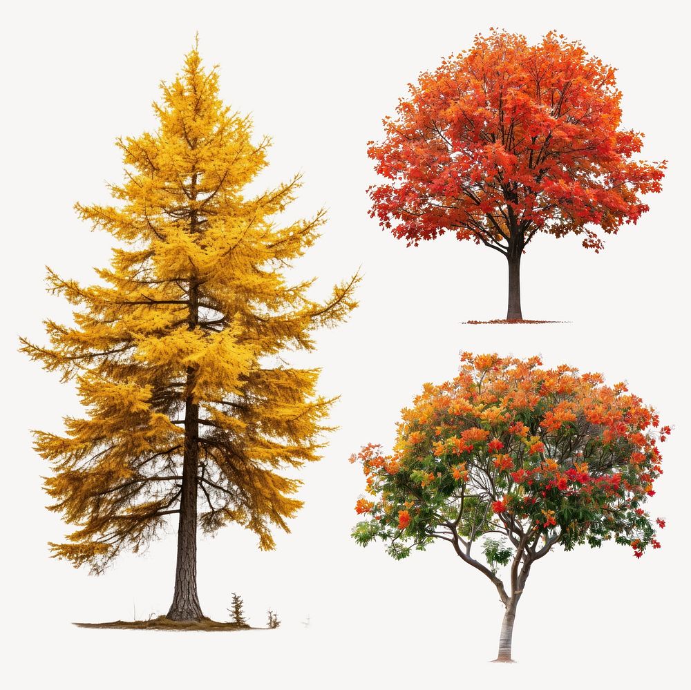 Autumn tree design element set | Free Photo - rawpixel