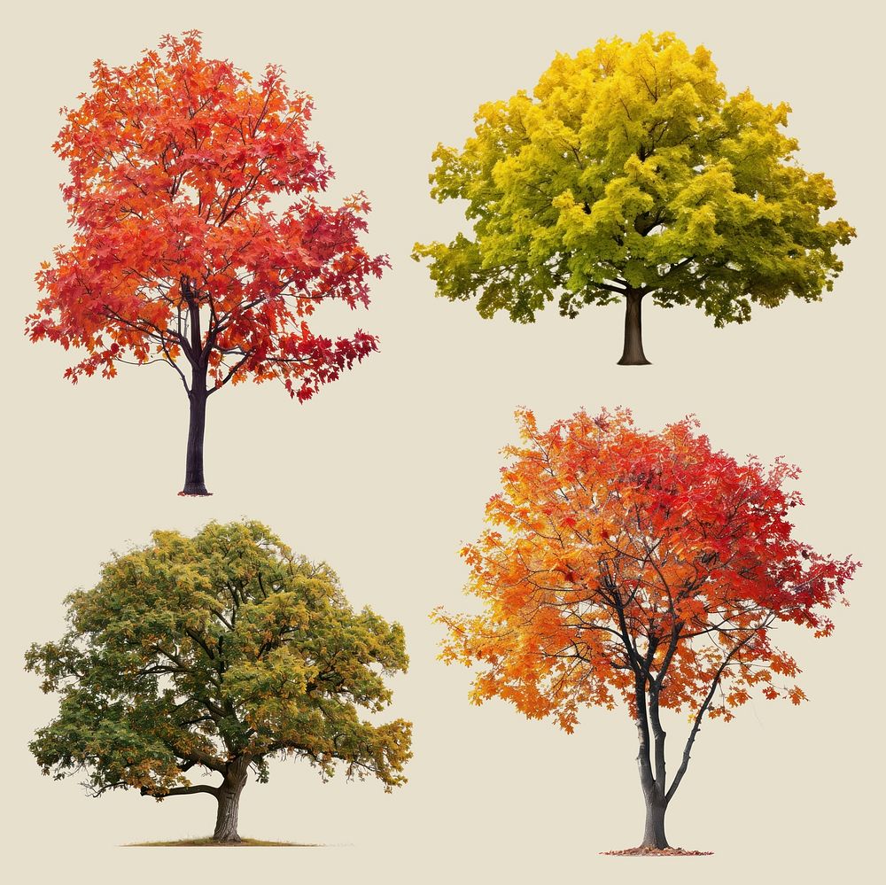 Autumn tree design element set | Free Photo - rawpixel