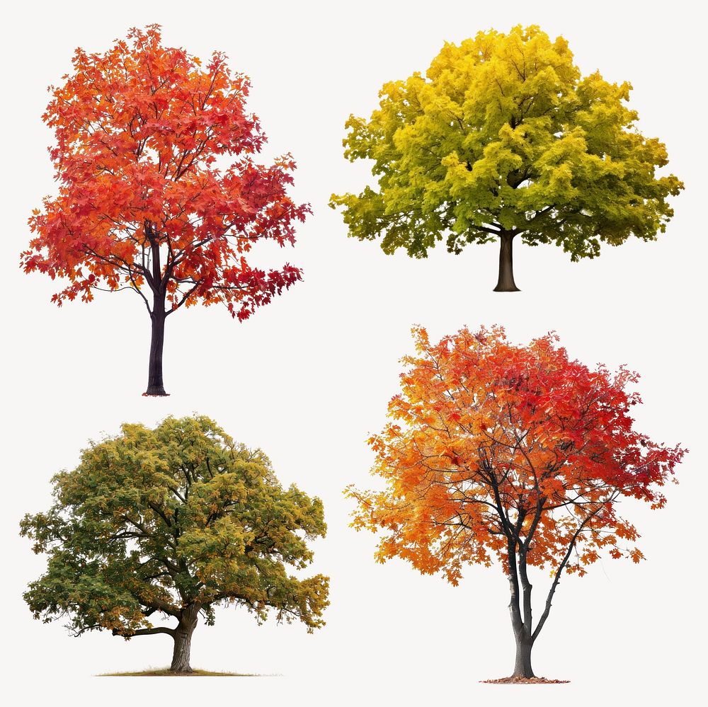 Autumn tree design element set | Free Photo - rawpixel