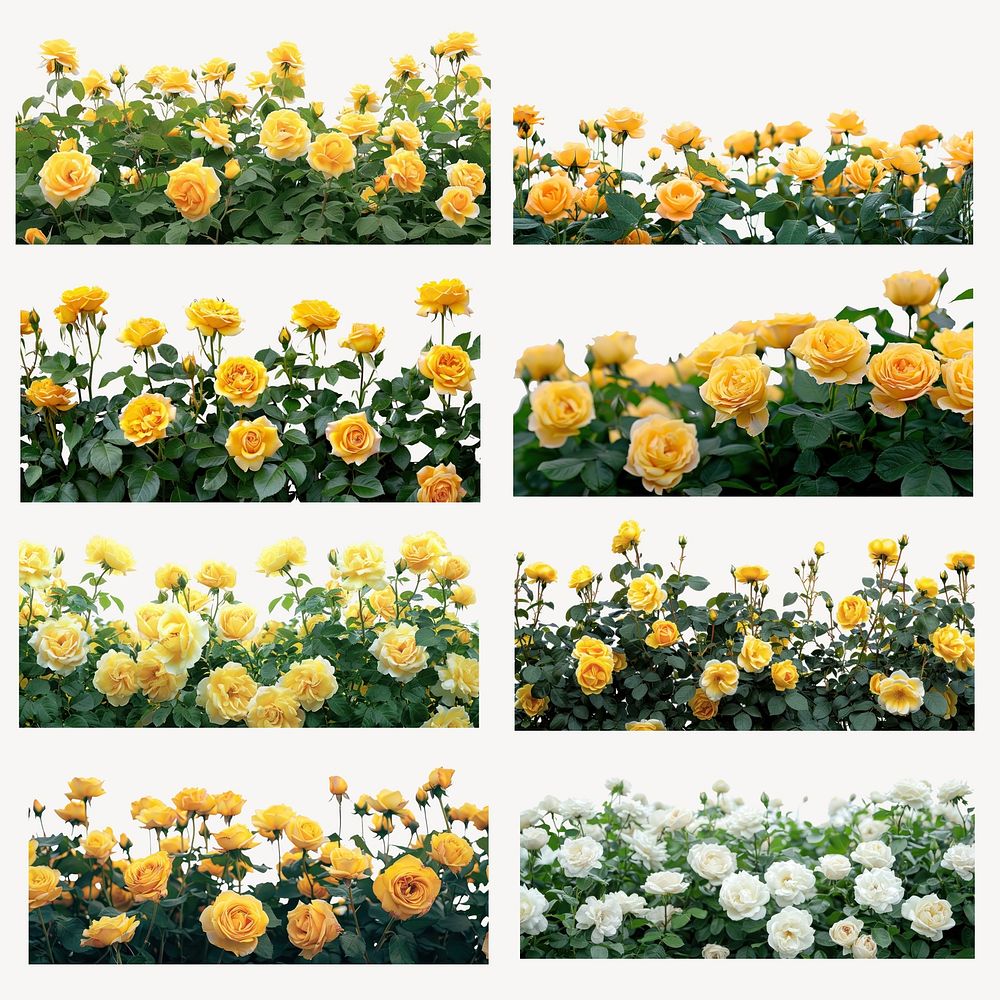Real photo roses borders design | Free Photo - rawpixel