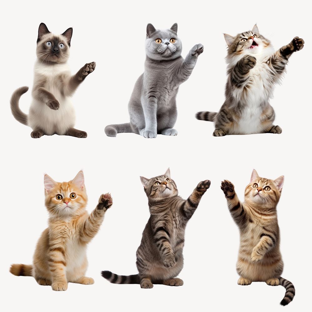 Cat waving hand design element | Free Photo - rawpixel
