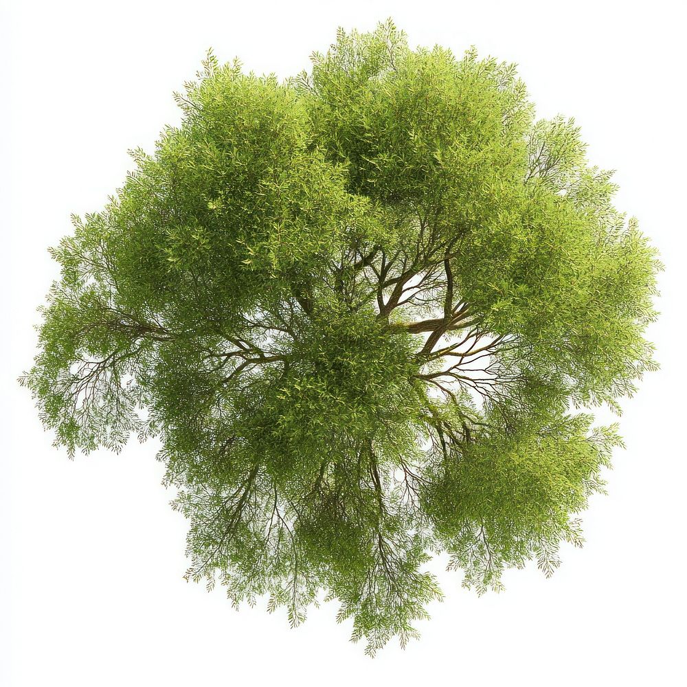 Lush green tree canopy view | Free Photo - rawpixel