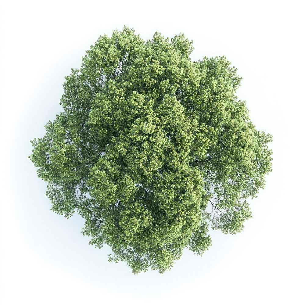 Lush green tree top view | Free Photo - rawpixel