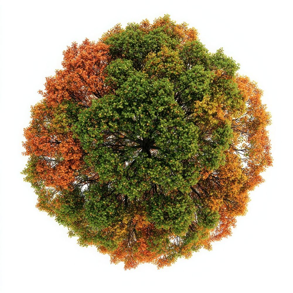 Colorful tree top view | Free Photo - rawpixel