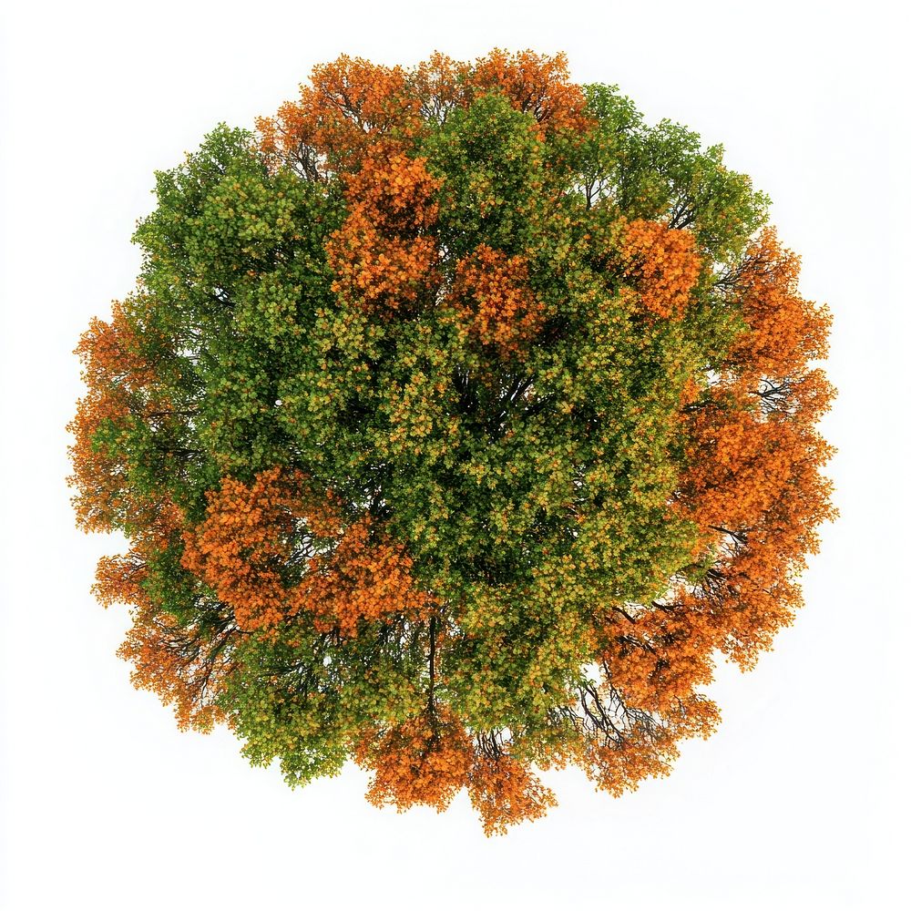 Vibrant autumn tree top view | Free Photo - rawpixel