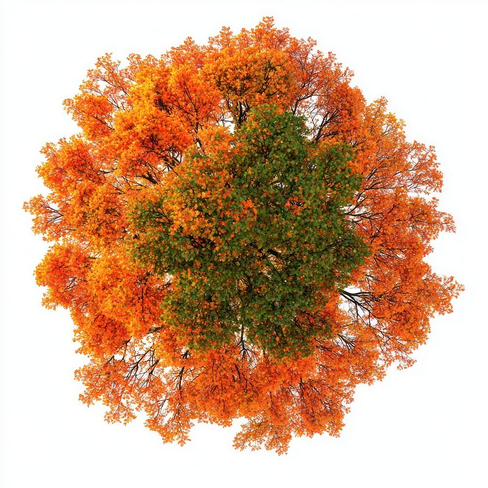 Vibrant autumn tree top view | Free Photo - rawpixel