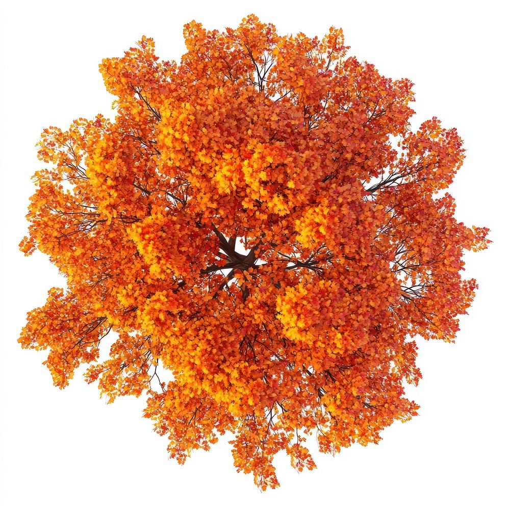 Vibrant autumn tree top view | Free Photo - rawpixel