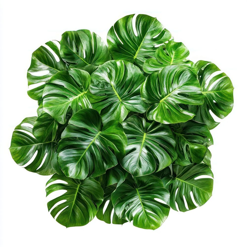 Lush tropical monstera leaves arrangement | Free Photo - rawpixel