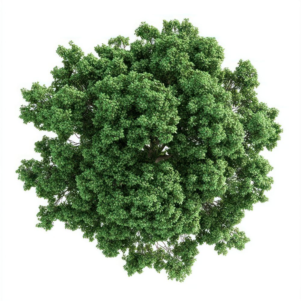 Lush green tree top view | Free Photo - rawpixel
