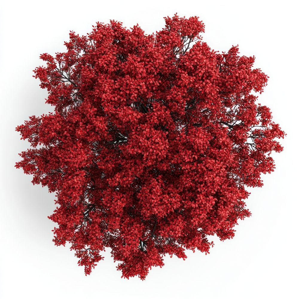 Vibrant red tree top view | Free Photo - rawpixel