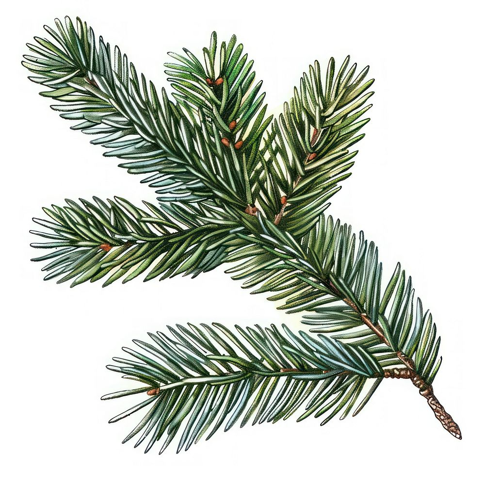 Detailed evergreen pine branch illustration | Free Photo Illustration - rawpixel