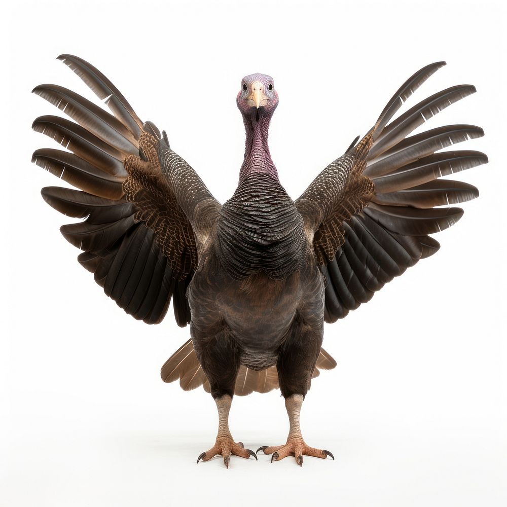 Majestic turkey spreading wings | Free Photo - rawpixel