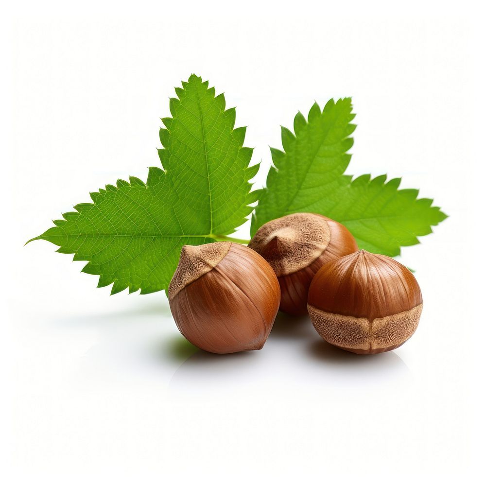 Fresh hazelnuts with green leaves | Free Photo - rawpixel