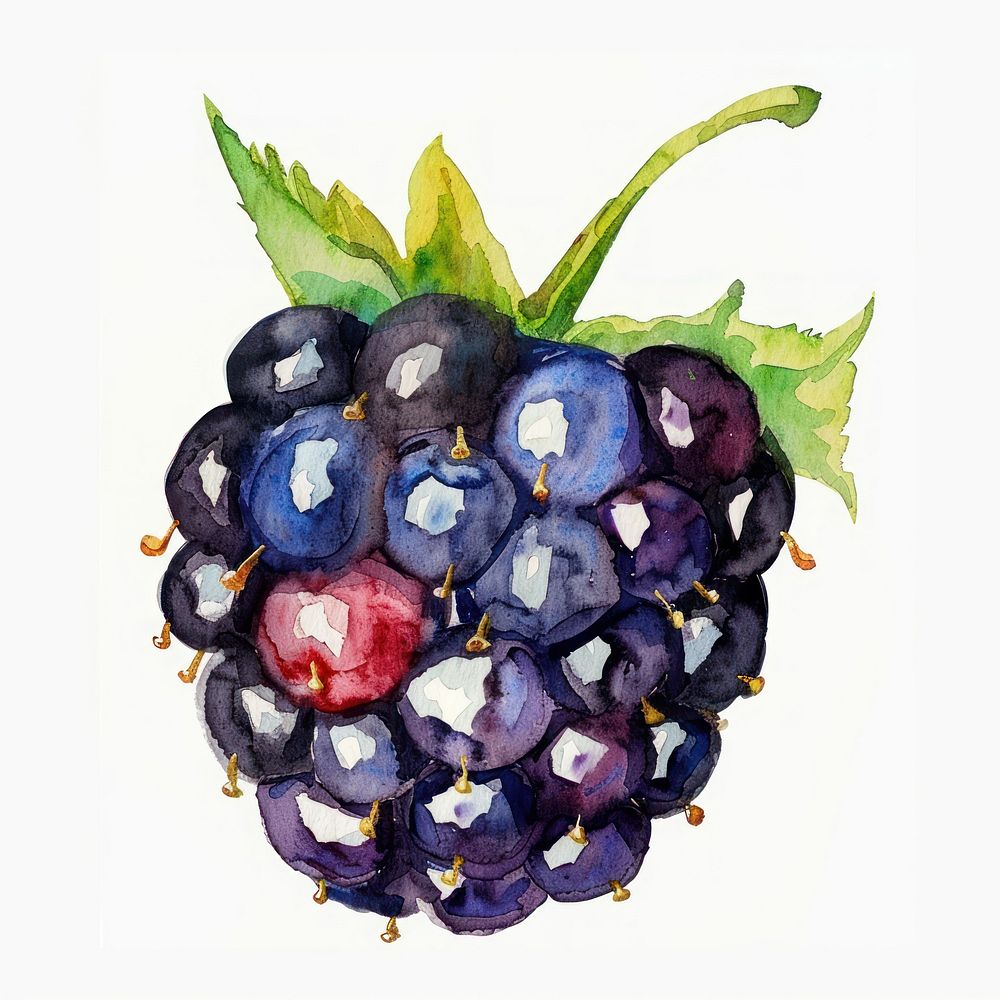 Vibrant watercolor blackberry illustration | Free Photo Illustration ...