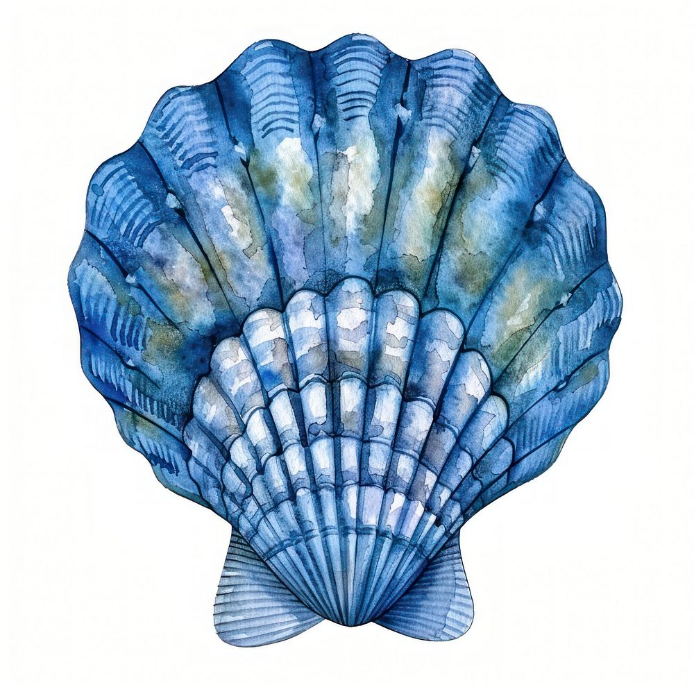 Blue watercolor seashell illustration | Free Photo Illustration - rawpixel