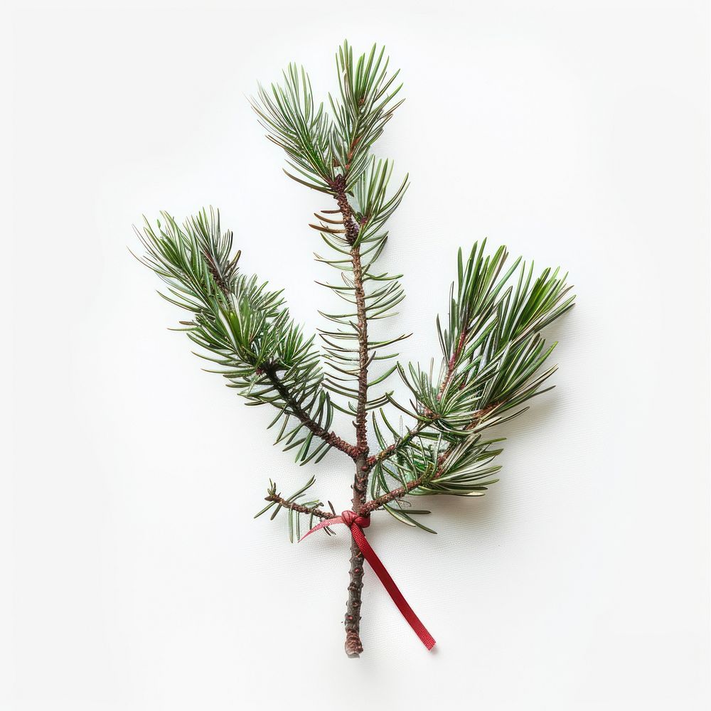 Pine tree branch ribbon red | Free Photo - rawpixel