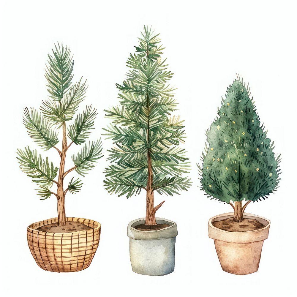 Potted evergreen trees illustration | Free Photo Illustration - rawpixel