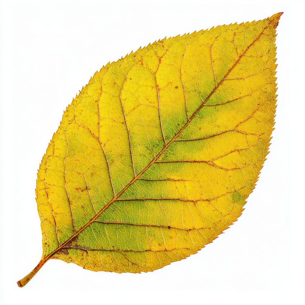 Real ash leaf reptile animal | Free Photo - rawpixel