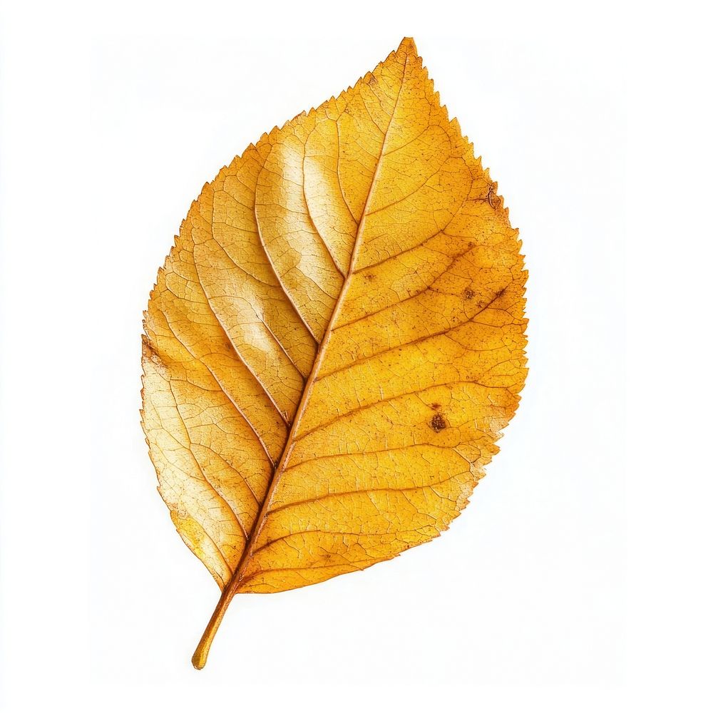 Real ash leaf plant. | Free Photo - rawpixel