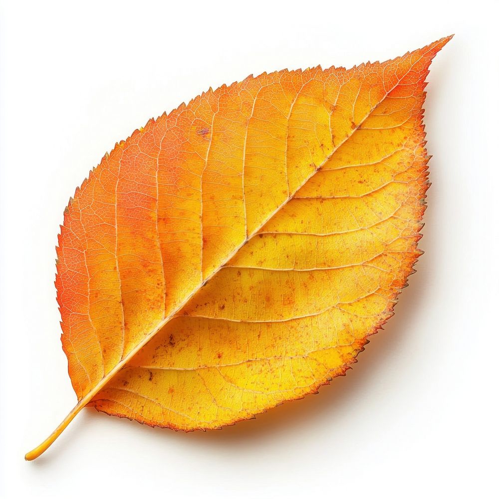 Real ash leaf reptile animal | Free Photo - rawpixel