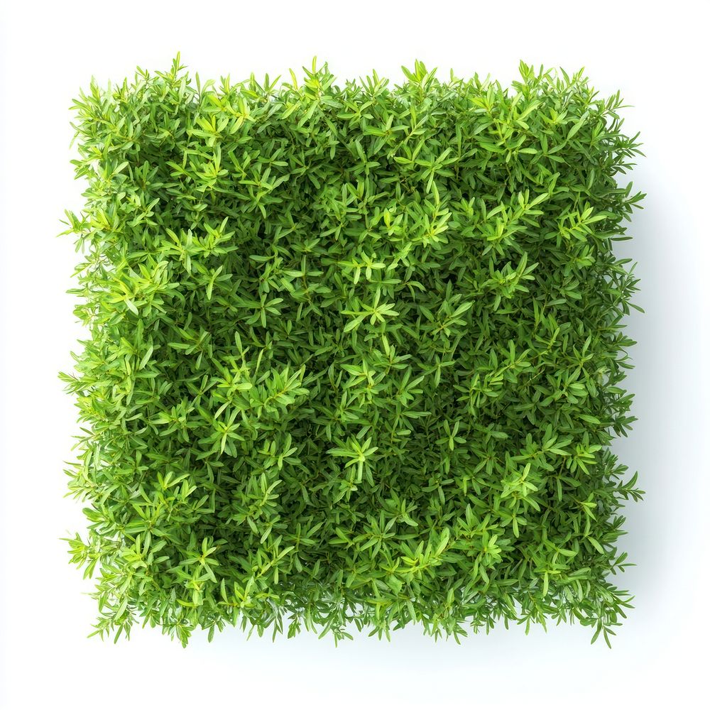 Lush green artificial hedge panel | Free Photo - rawpixel