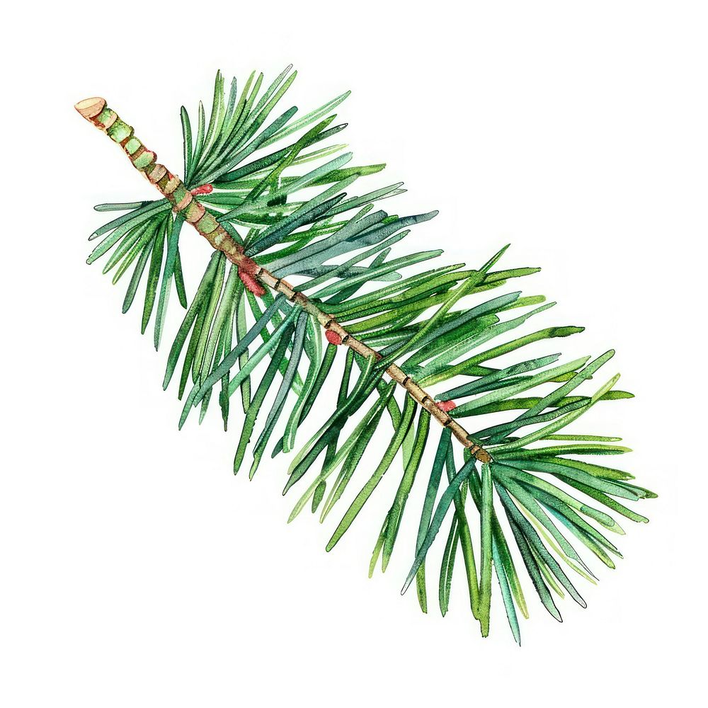 pine branch illustration watercolor art. | Free Photo Illustration - rawpixel
