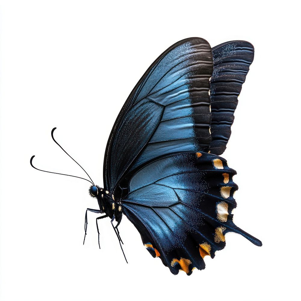flying blue butterfly background insect | Free Photo - rawpixel