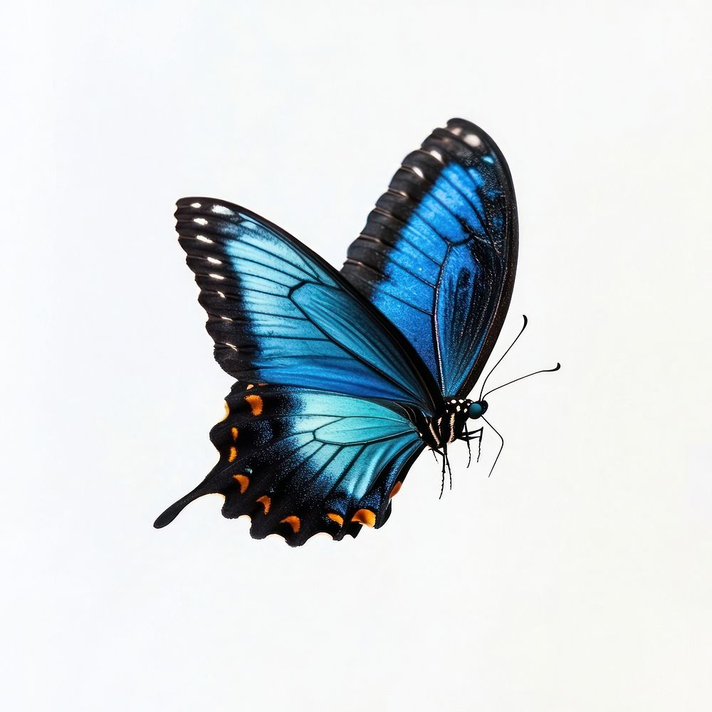 flying blue butterfly photography insect | Free Photo - rawpixel