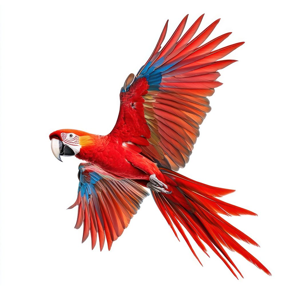 flying red macaw bird photography | Free Photo - rawpixel