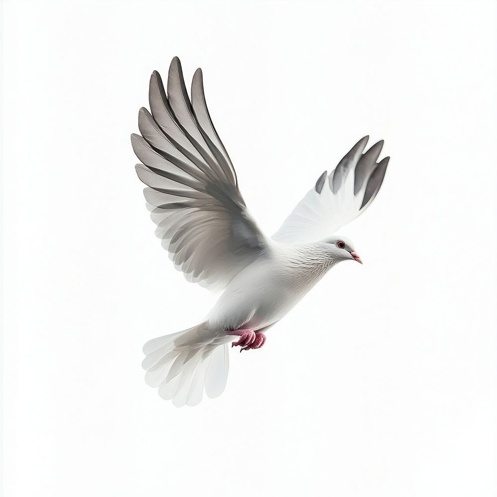 flying white dove bird photography | Free Photo - rawpixel