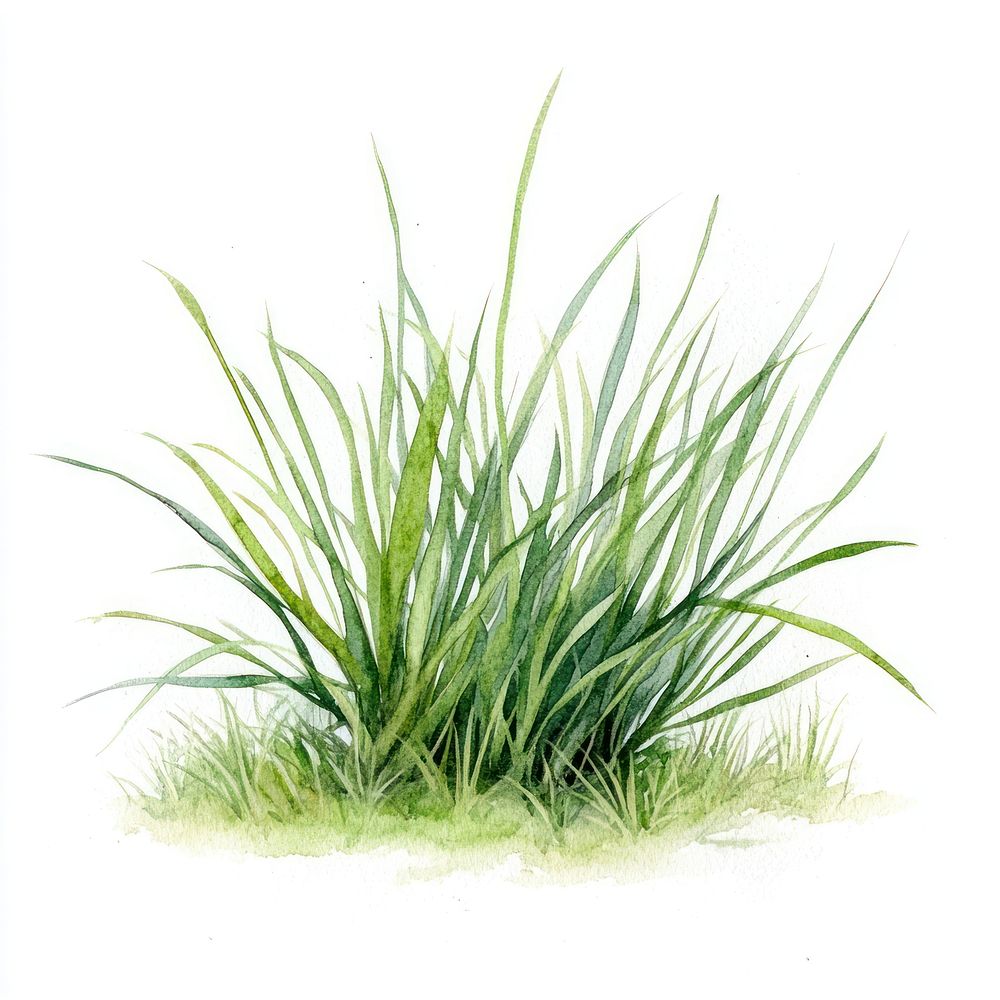 Small patch grass illustration watercolor | Free Photo Illustration ...