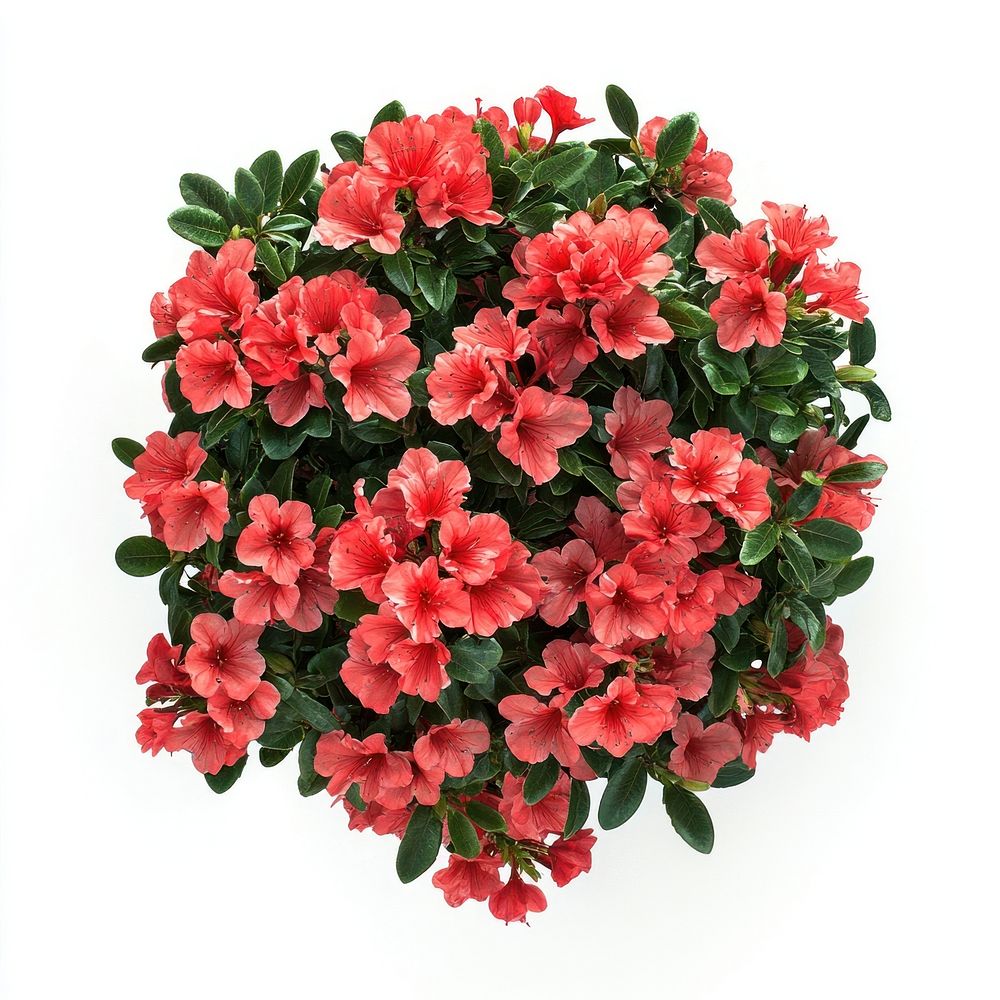 Real azalea bush flowers leaves | Free Photo - rawpixel