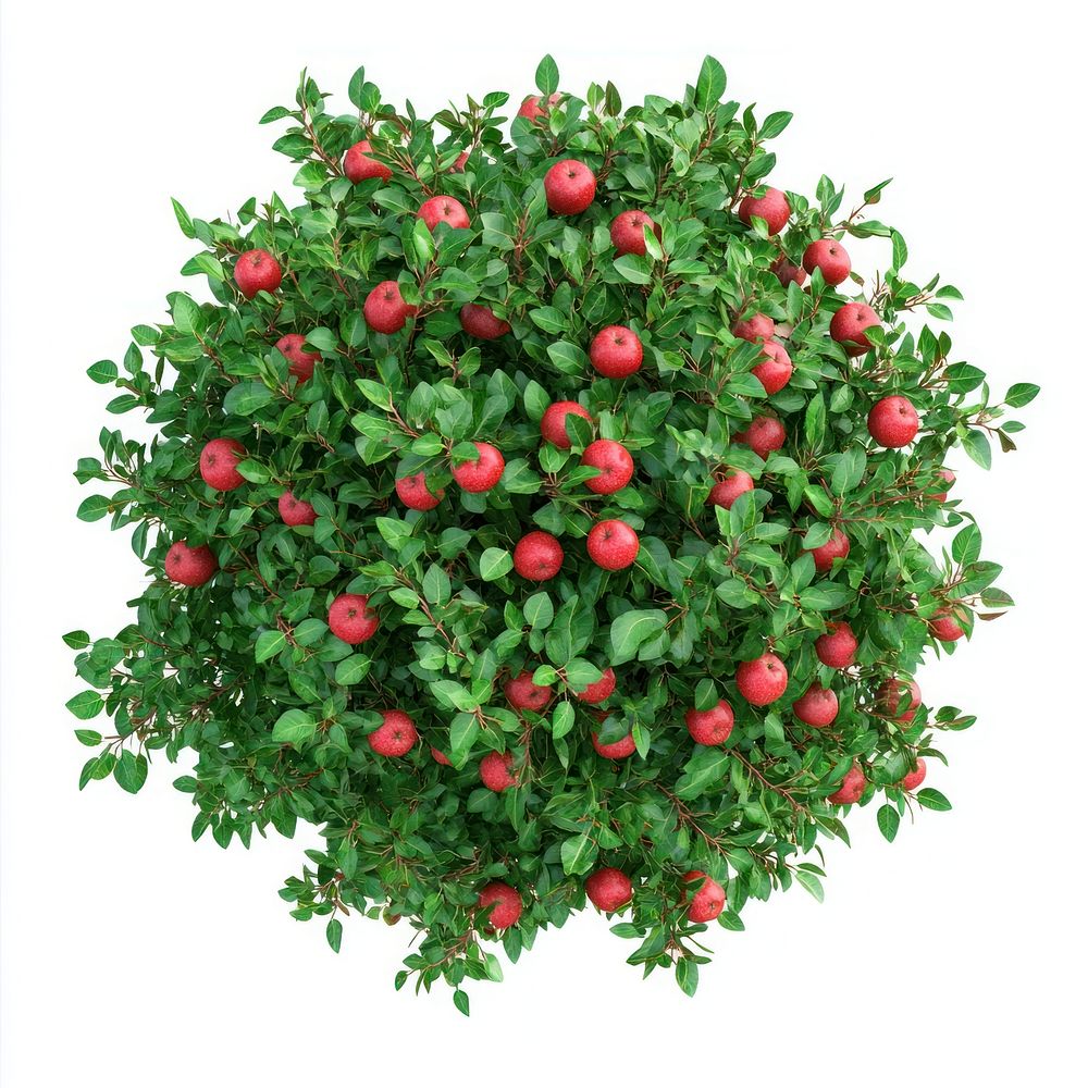 Real apple tree leaves apples | Premium Photo - rawpixel