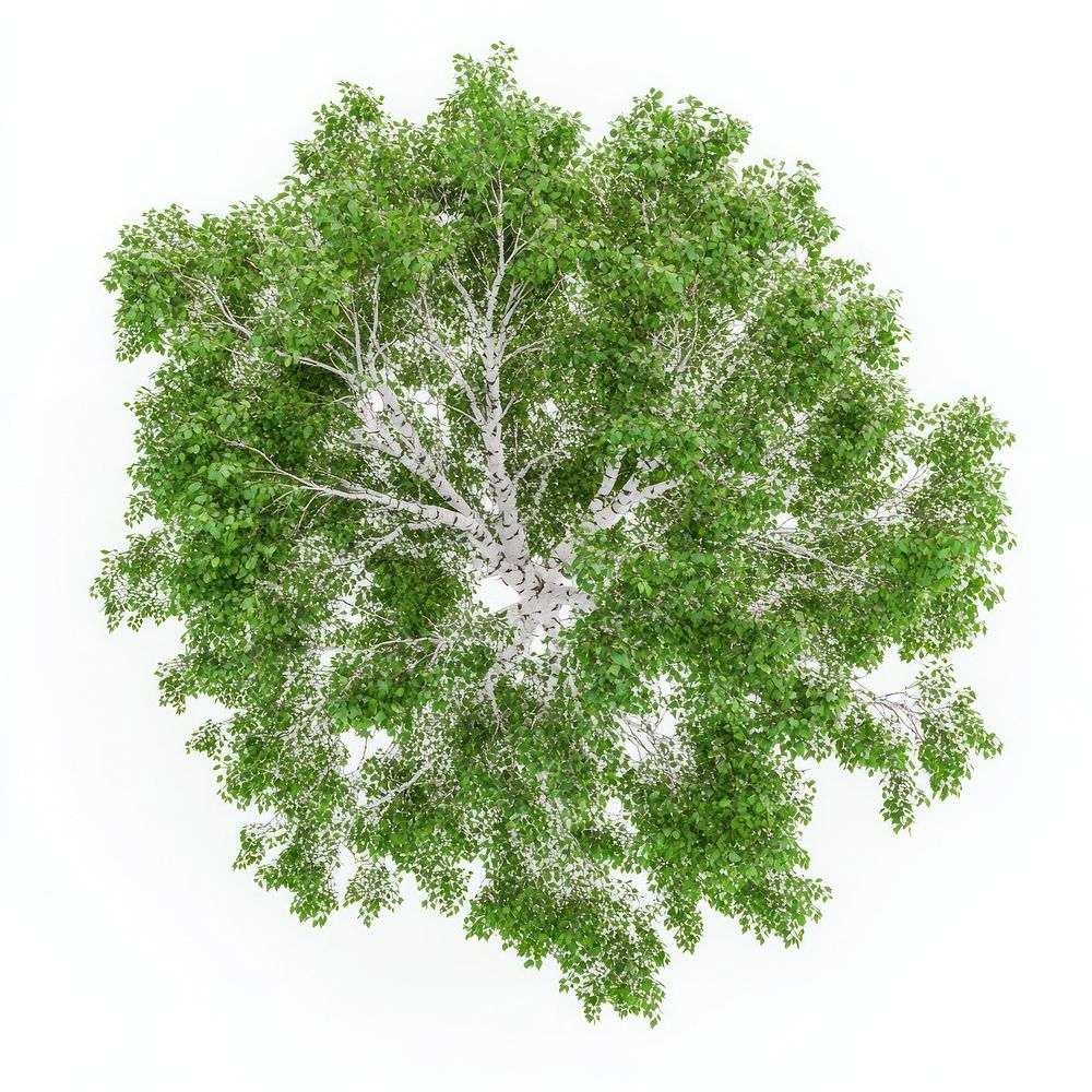 Real birch tree photography nature | Free Photo - rawpixel