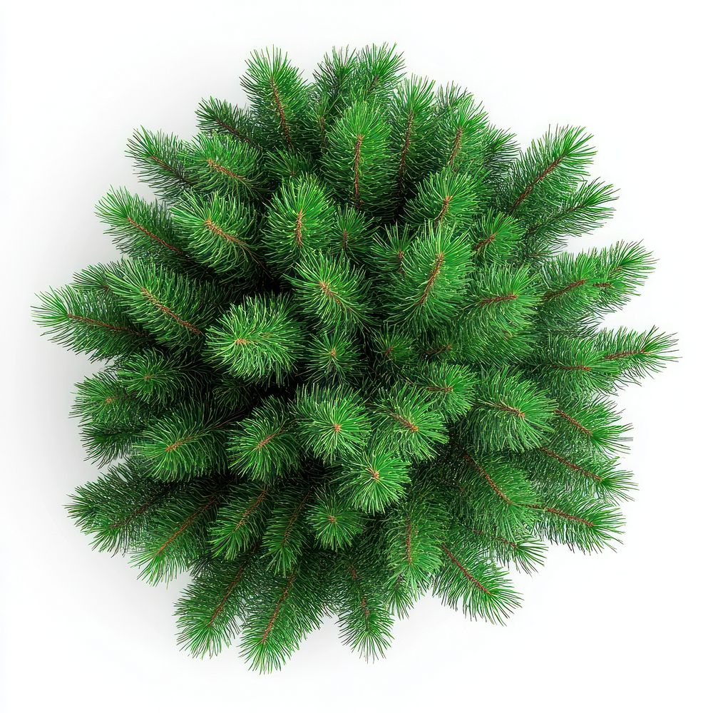 Real pine tree background plant | Free Photo - rawpixel