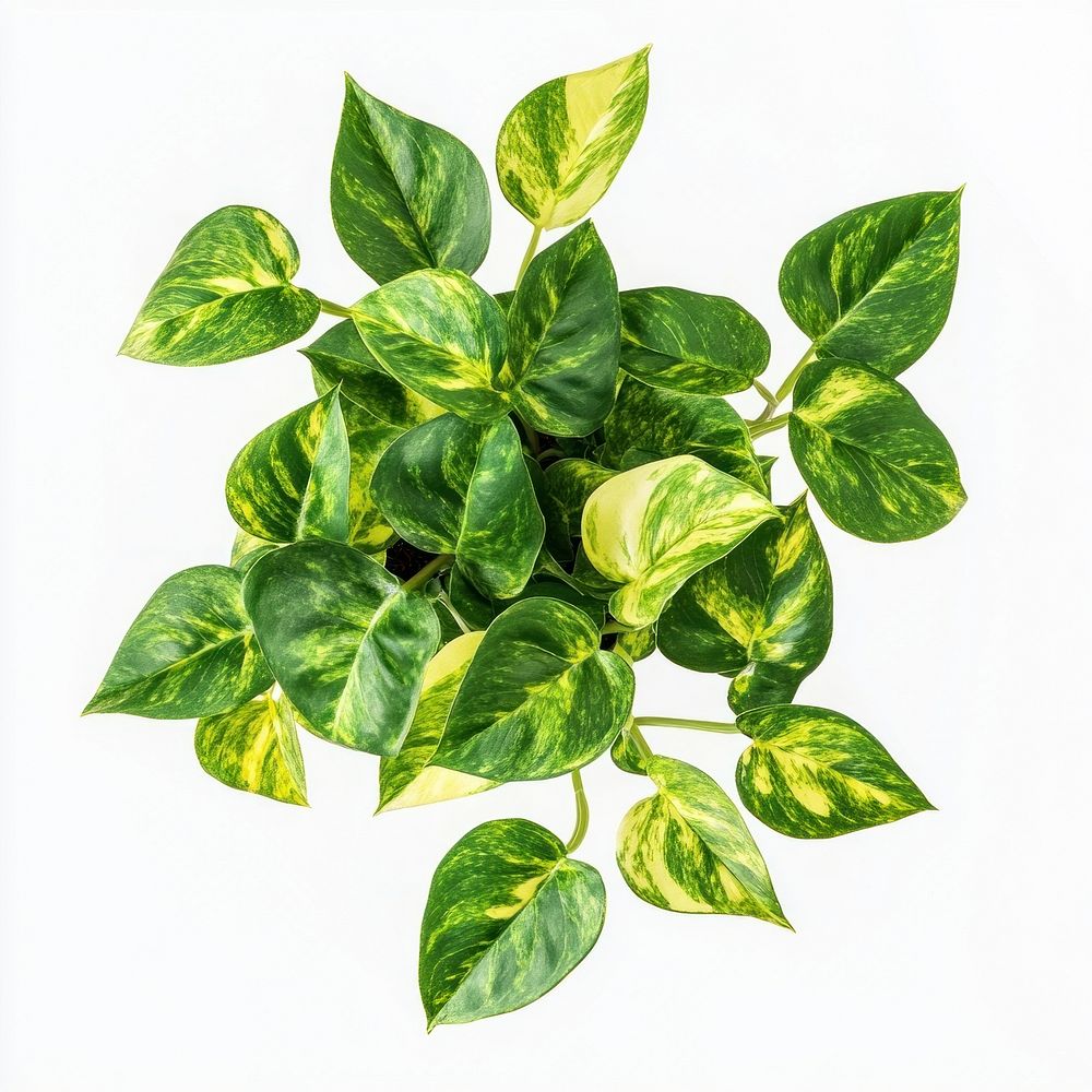 Real pothos plant leaves leaf | Free Photo - rawpixel