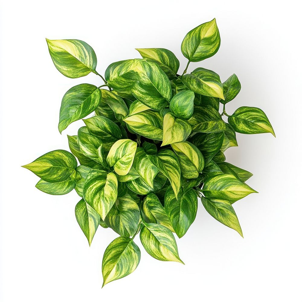 Real pothos plant leaves leaf | Free Photo - rawpixel