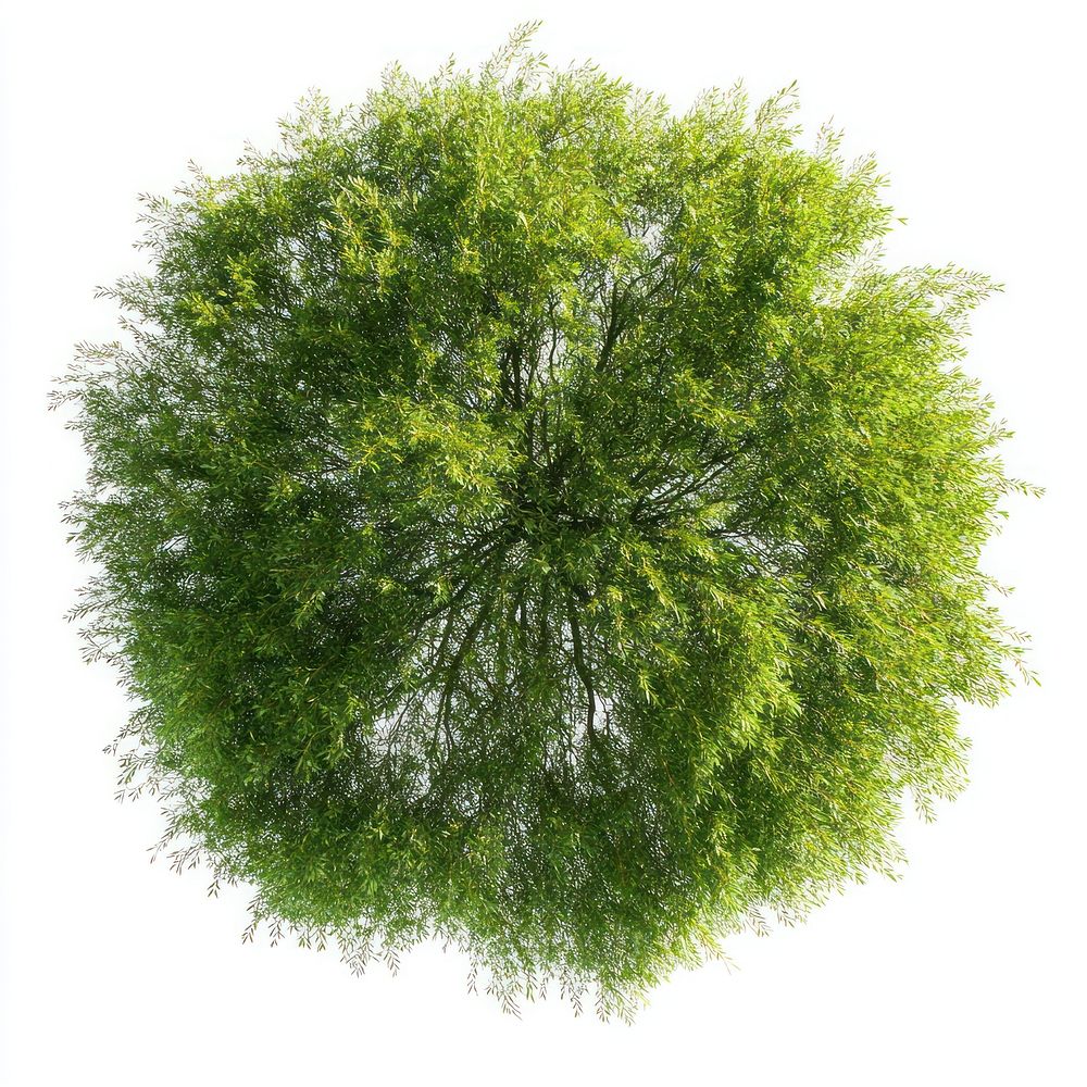 Real willow tree photography nature | Free Photo - rawpixel