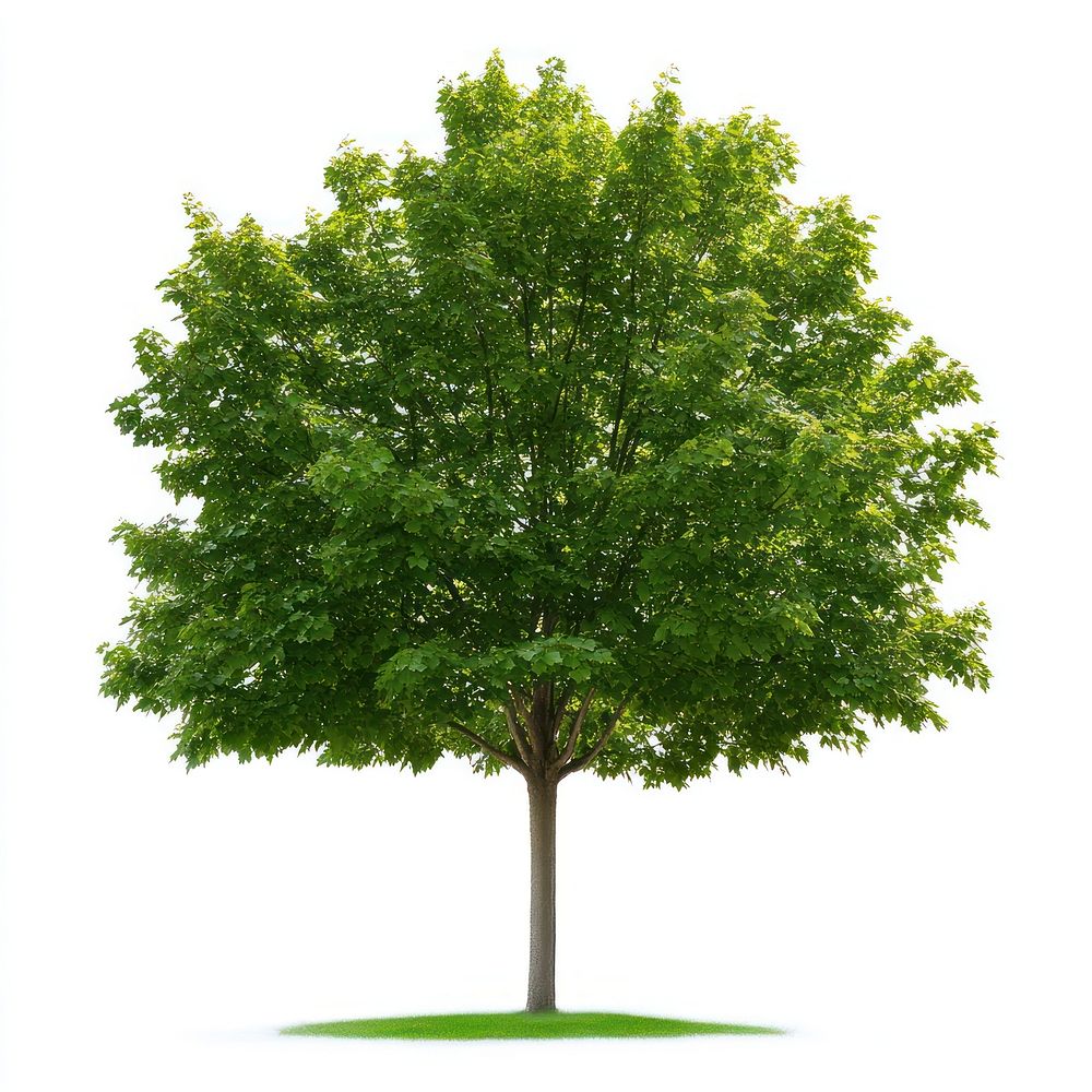 Real maple tree background isolated | Free Photo - rawpixel