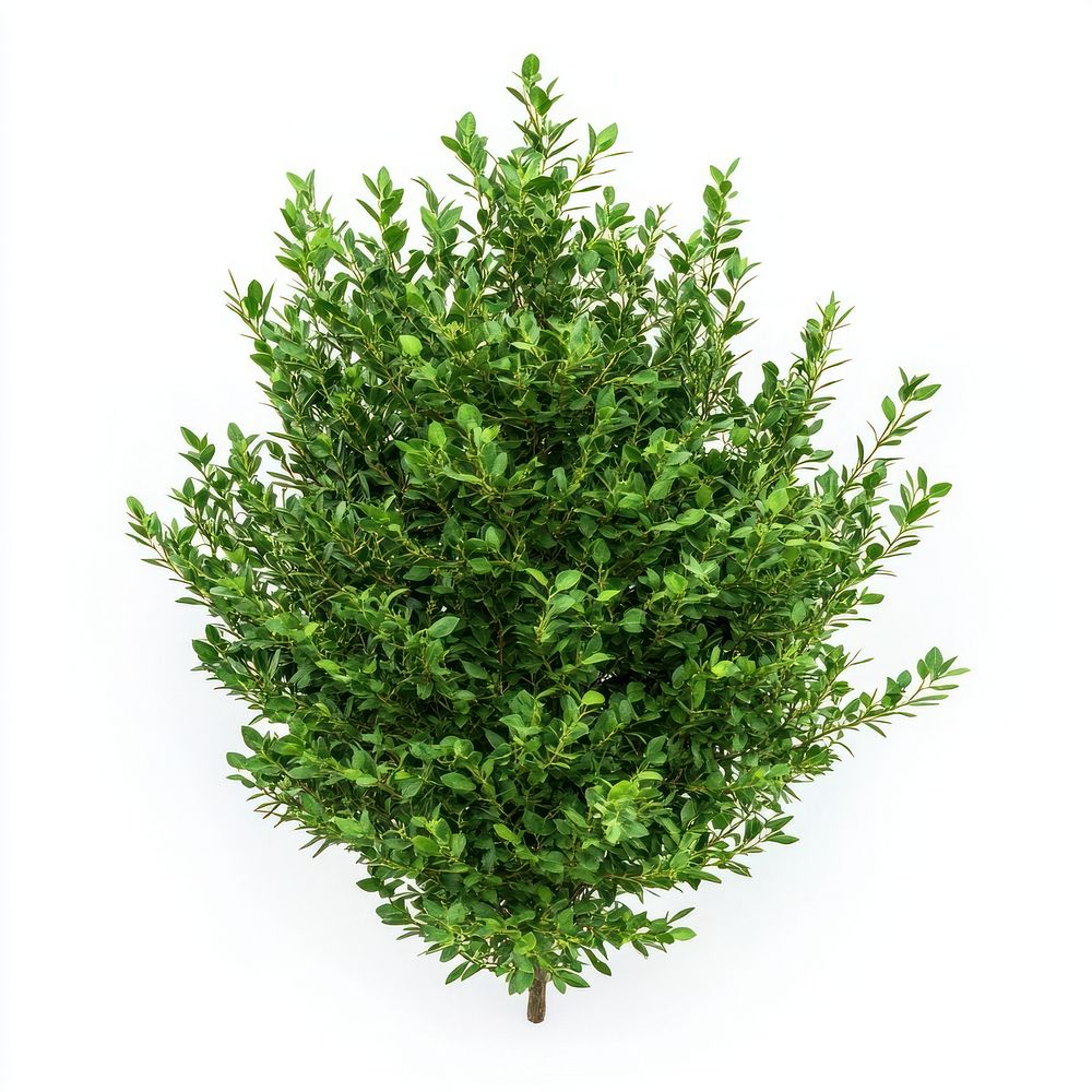 Real boxwood bush plant vegetation | Free Photo - rawpixel