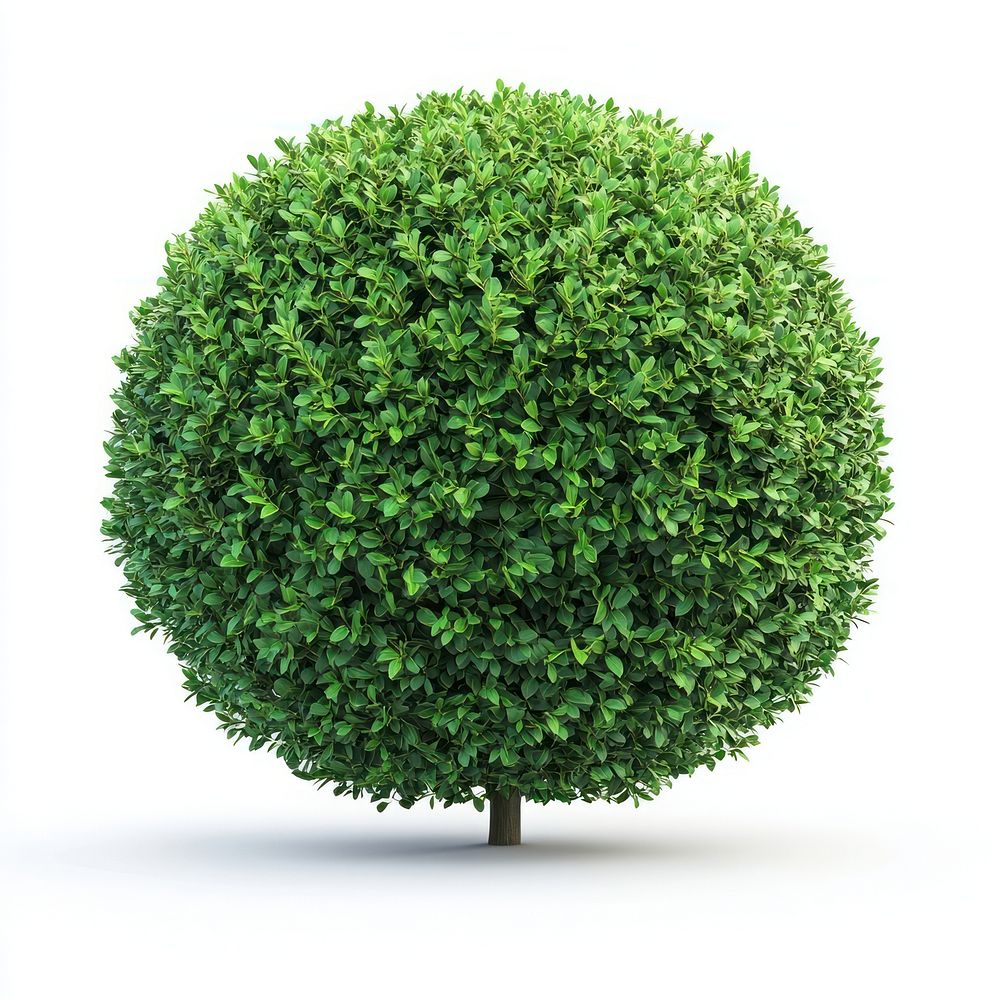 Real boxwood bushes green round | Free Photo - rawpixel