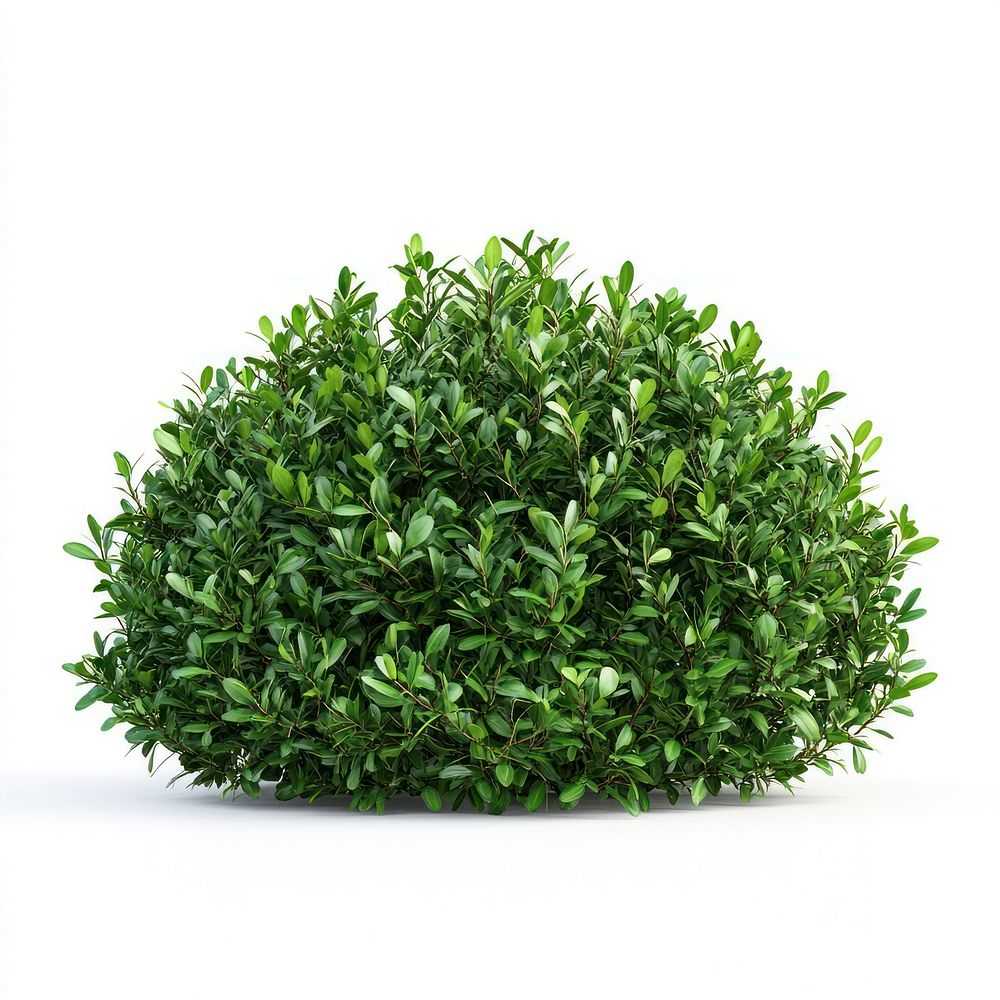 Real garden bushes plant vegetation | Free Photo - rawpixel