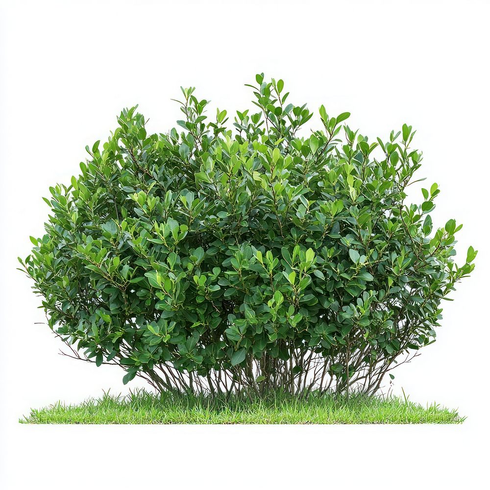 Real garden bushes plant vegetation | Free Photo - rawpixel