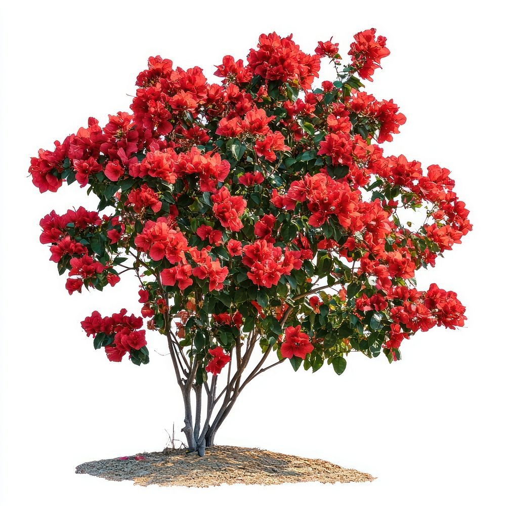 Real red flower bushes plant | Free Photo - rawpixel