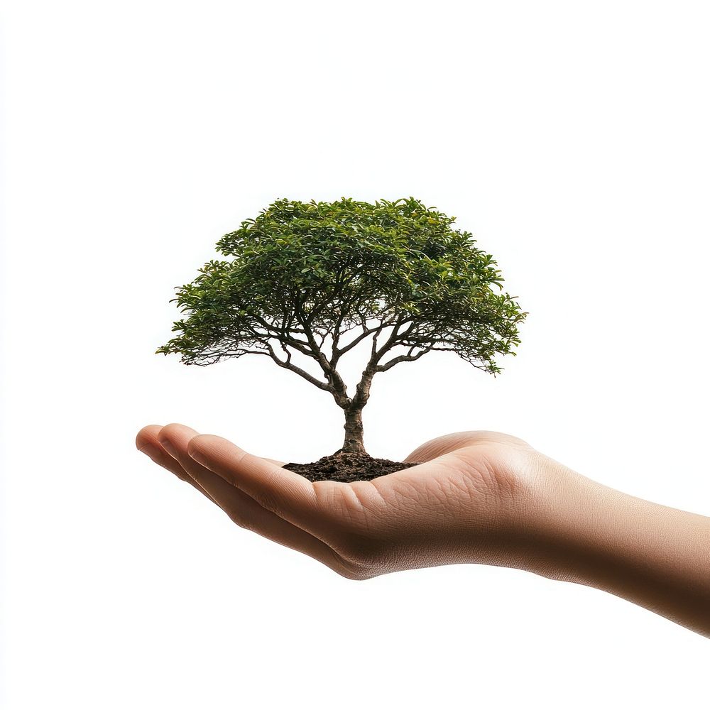 Hand holding miniature tree | Free Photo - rawpixel