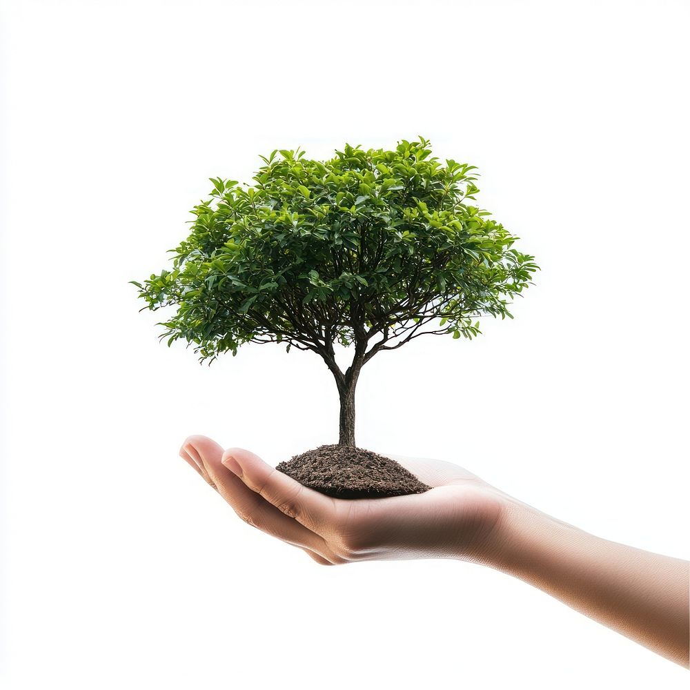 Hand holding small tree | Free Photo - rawpixel